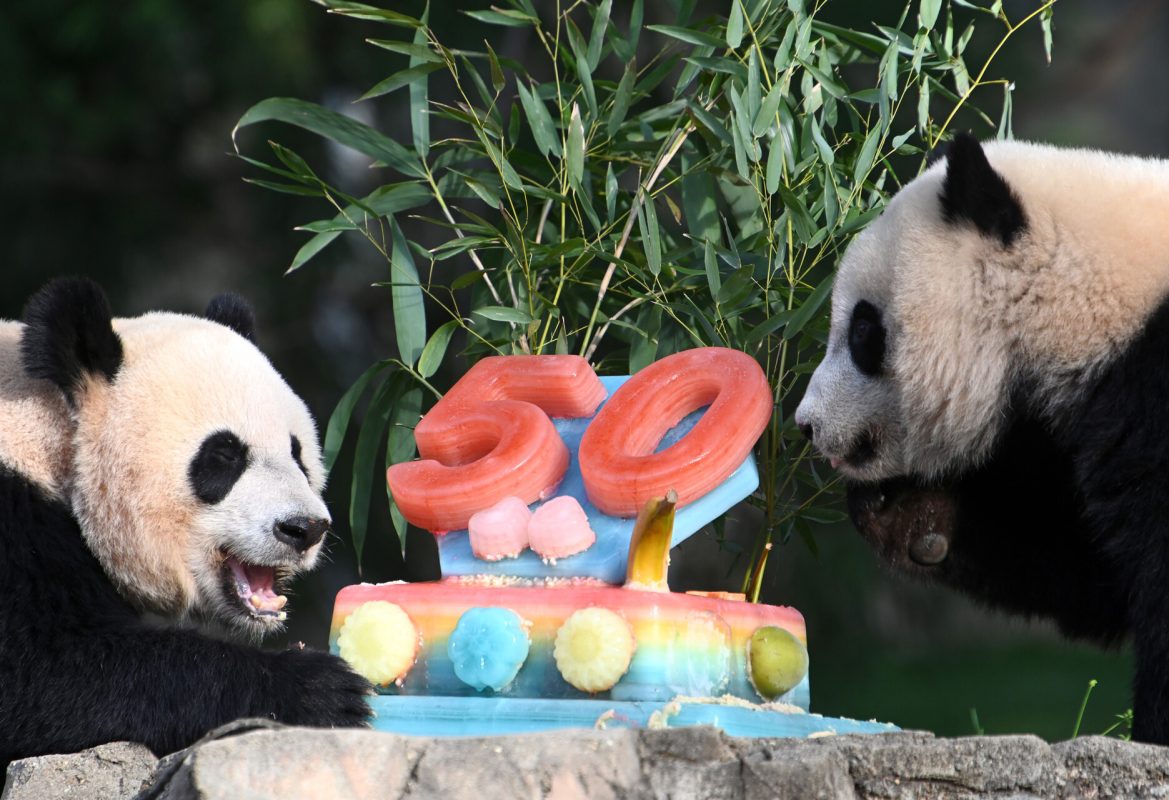 Panda Diplomacy: How Has Giant Panda Become the “Best Ambassador” for ...