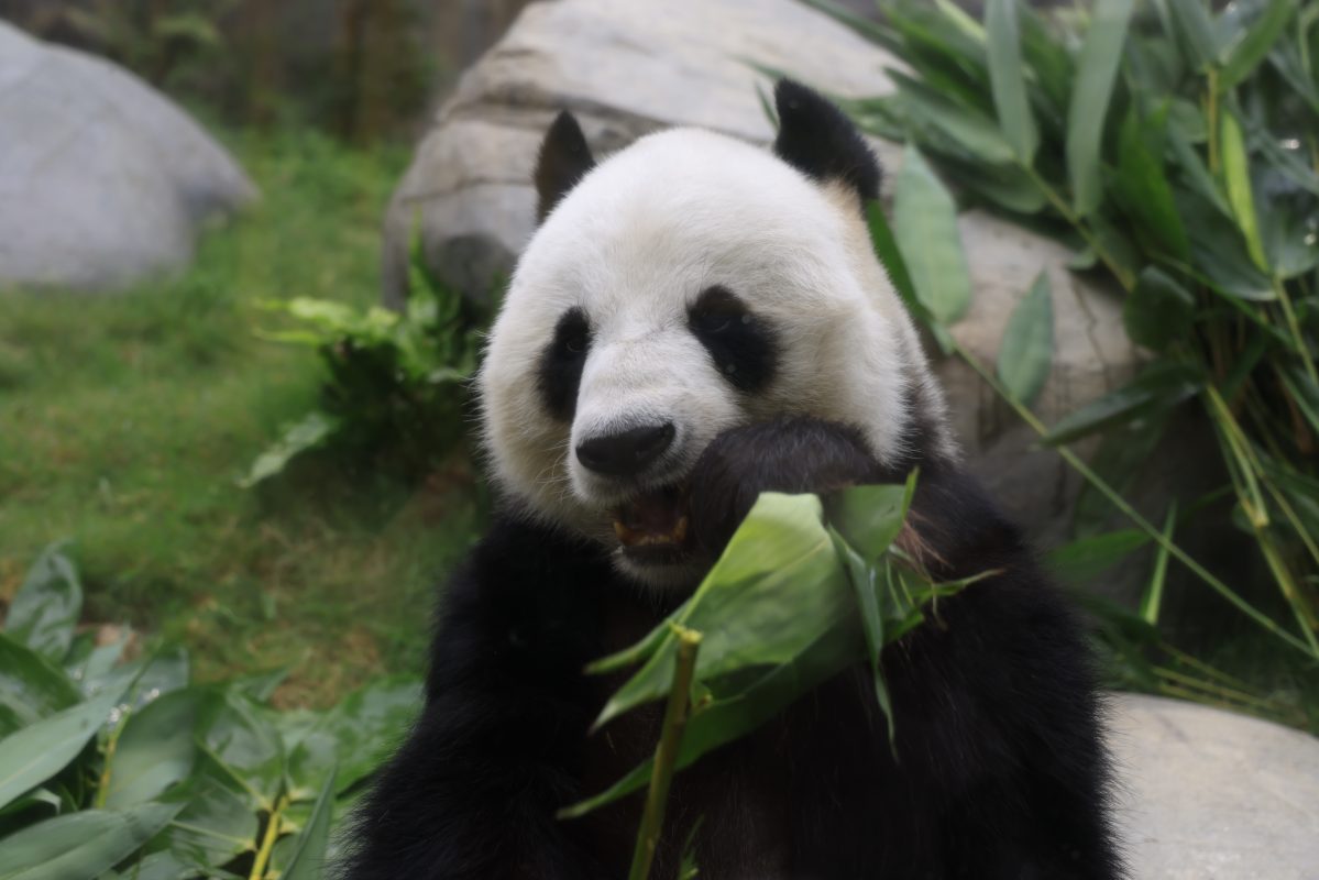 Exclusive Interview: A Panda Nanny from Hong Kong • T-Time